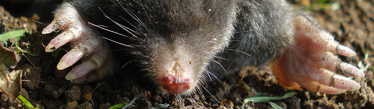 Mole - Overview | Young People's Trust For the Environment