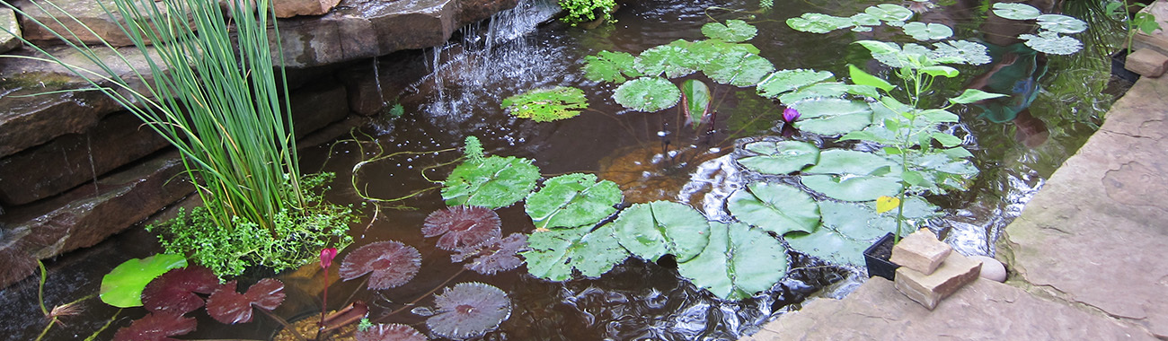 Ponds - What is a Pond? | Young People's Trust For the Environment